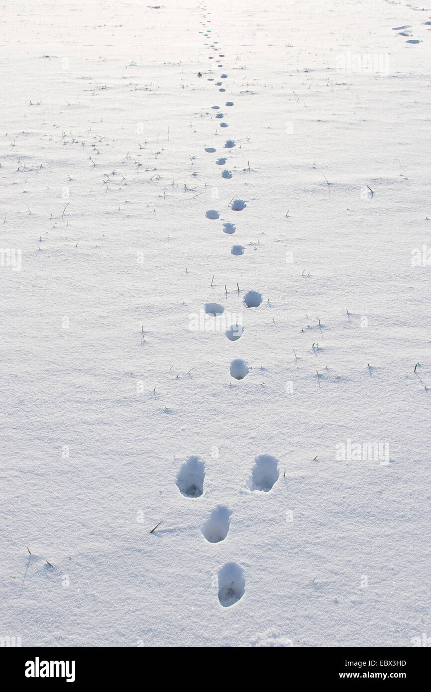 Rabbit Footprints In Snow