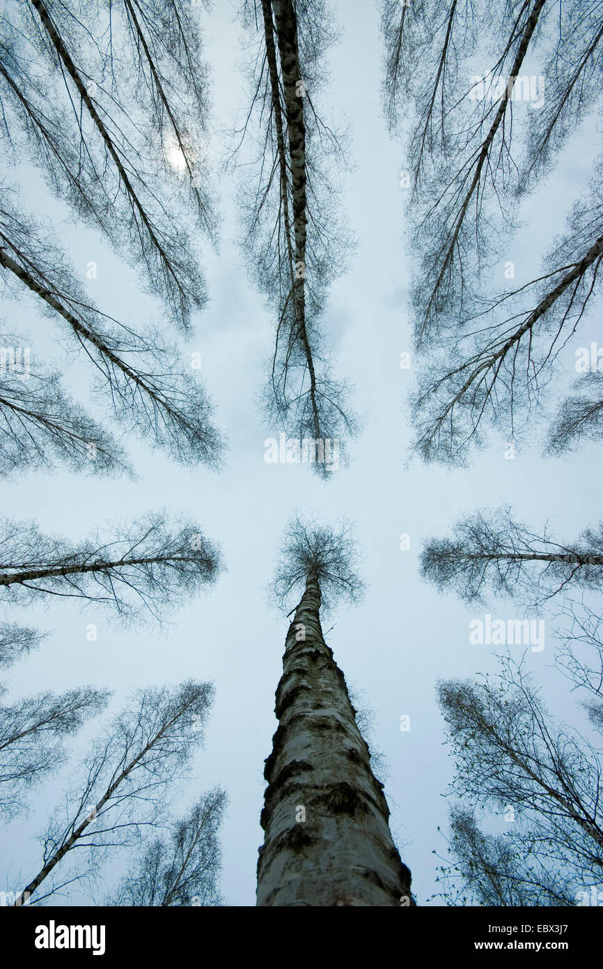 common birch, silver birch, European white birch, white birch (Betula ...