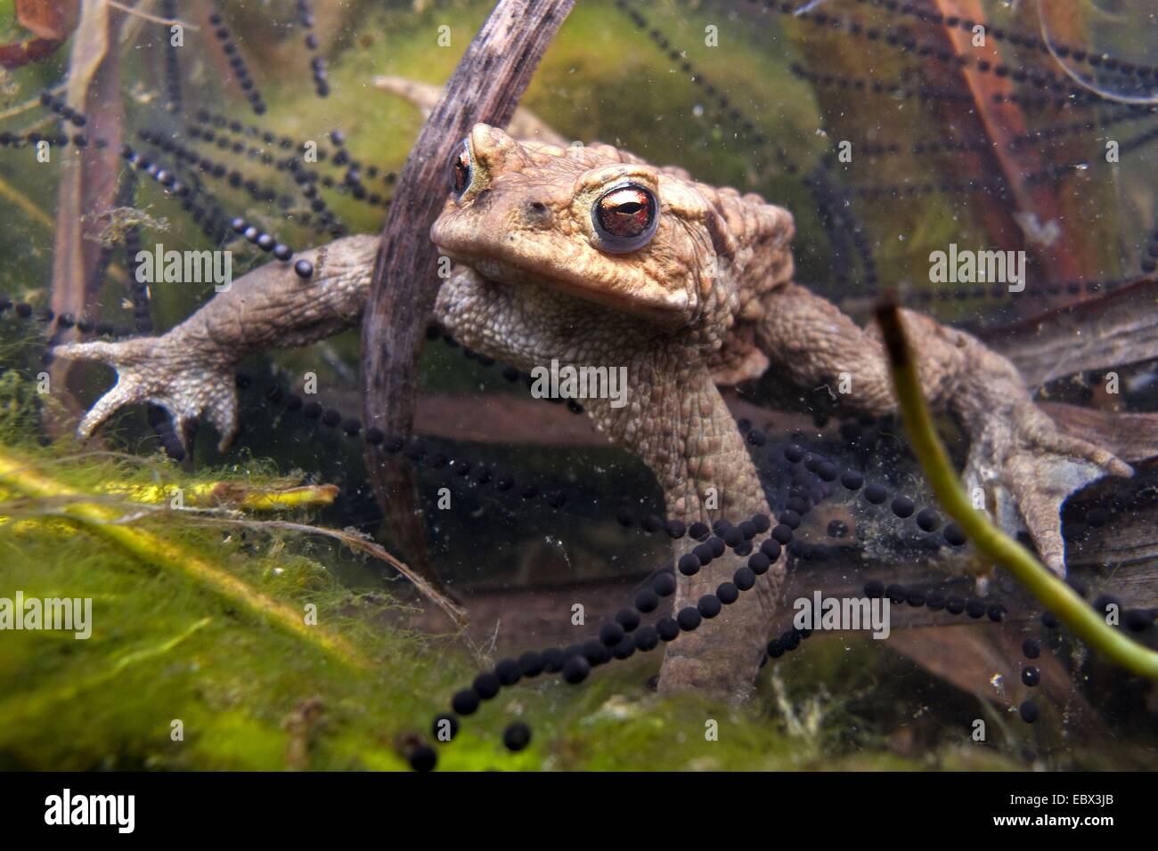 European common toad (Bufo bufo), mating between strings of spawn, Germany, Rhineland-Palatinate ...