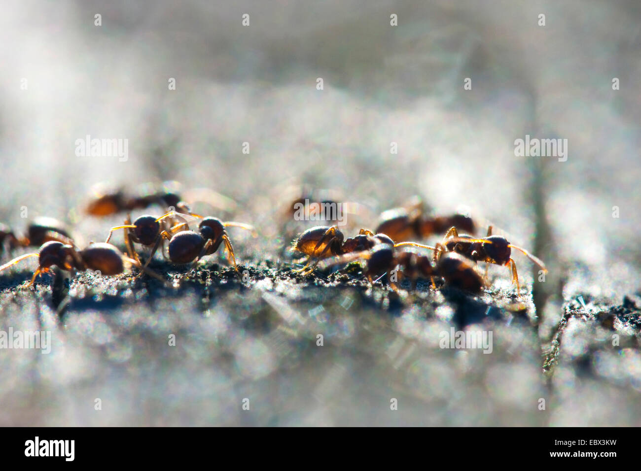 black ant, common black ant, garden ant (Lasius niger), ant on a ant ...