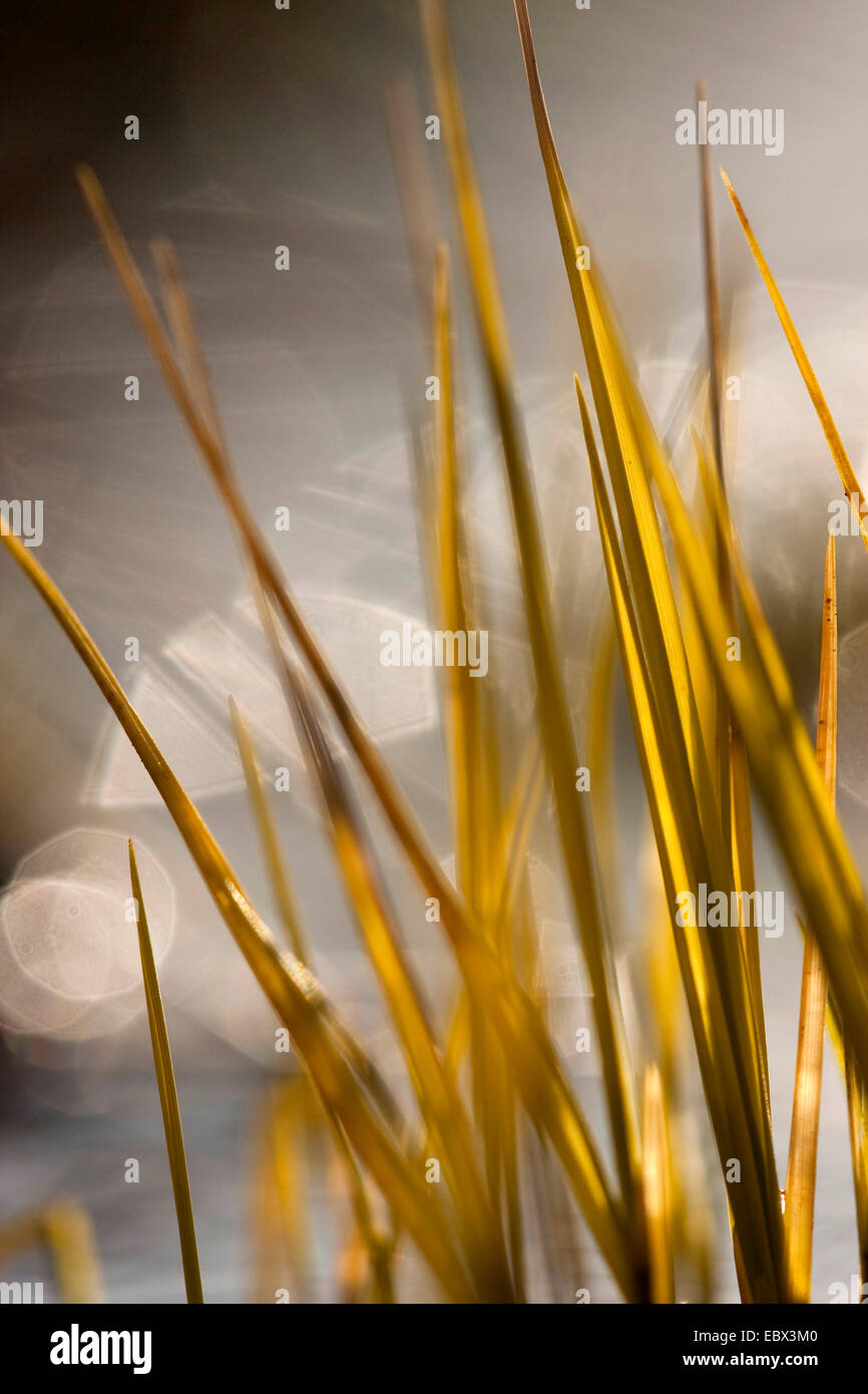 Grasses in backlight hi-res stock photography and images - Alamy