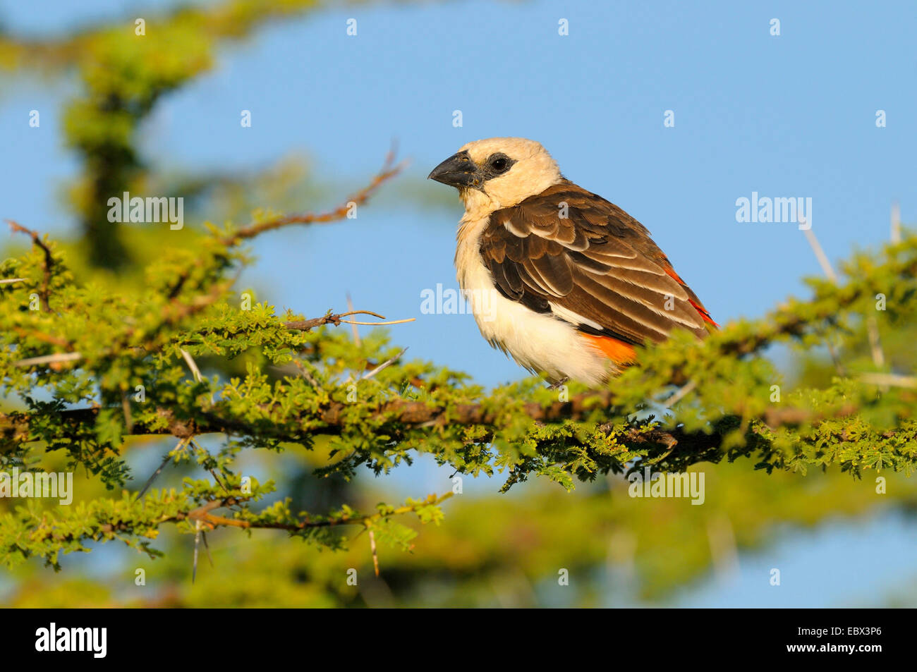 Red billed buffalo weaver bubalornis niger hi-res stock photography and ...