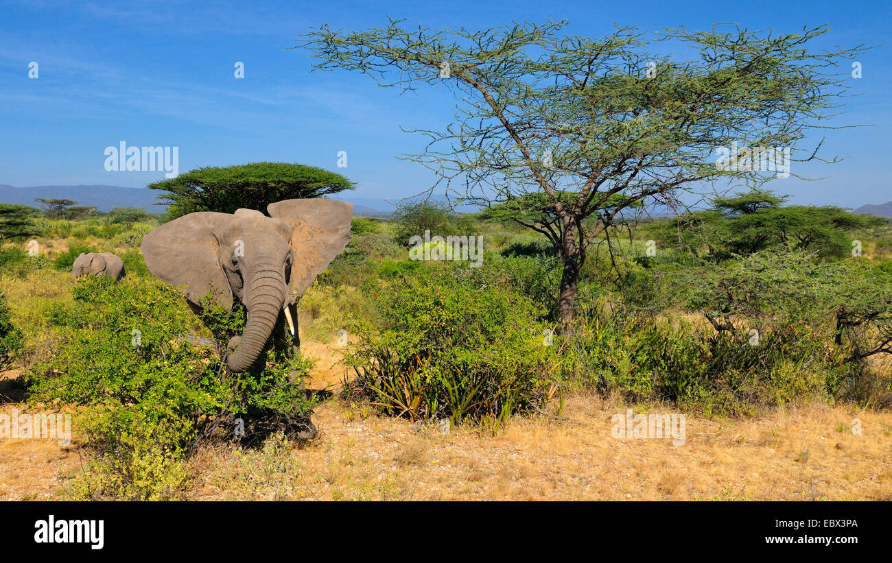 African Elephant Habitat