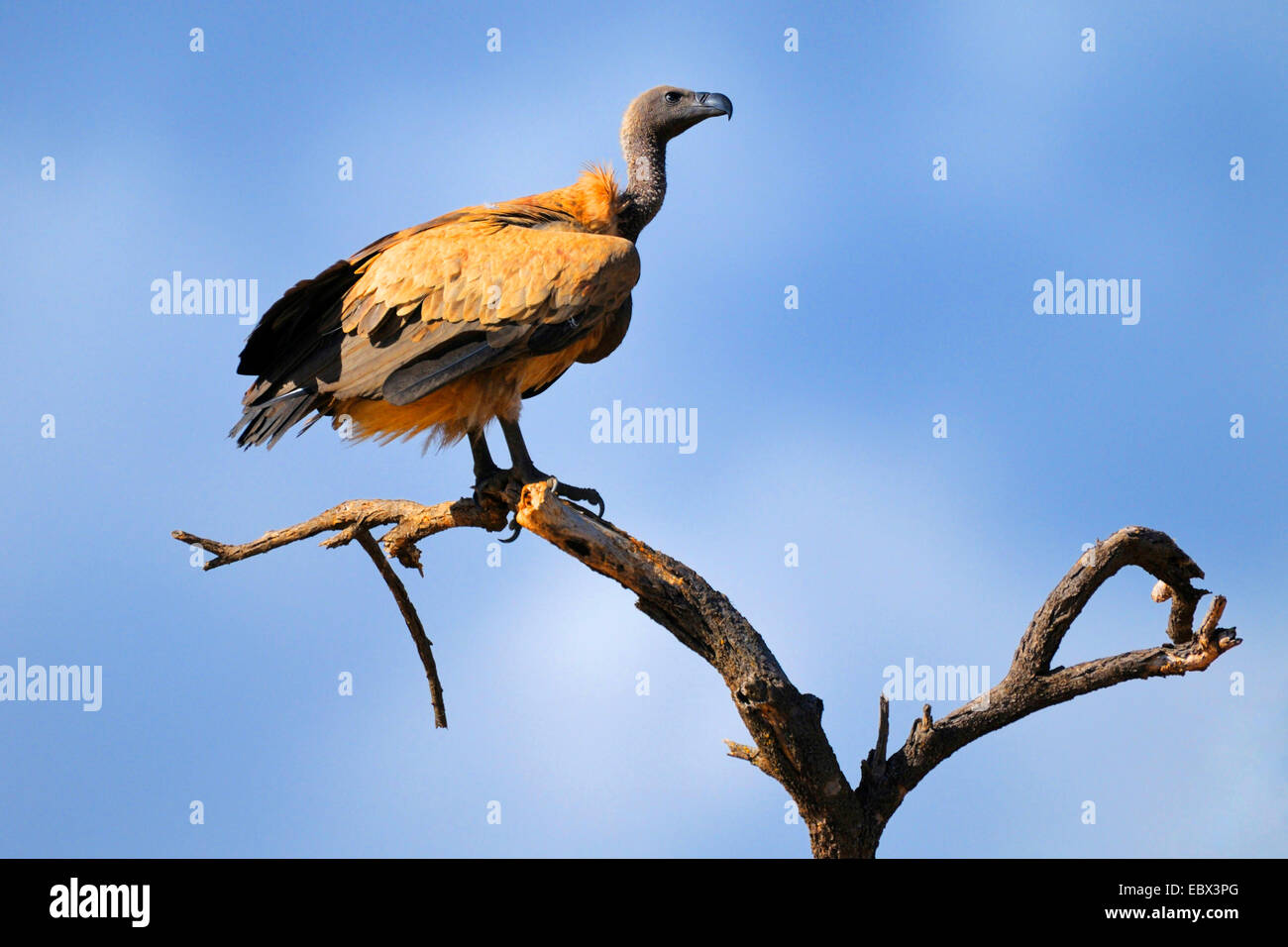 African tree african trees hi-res stock photography and images - Alamy