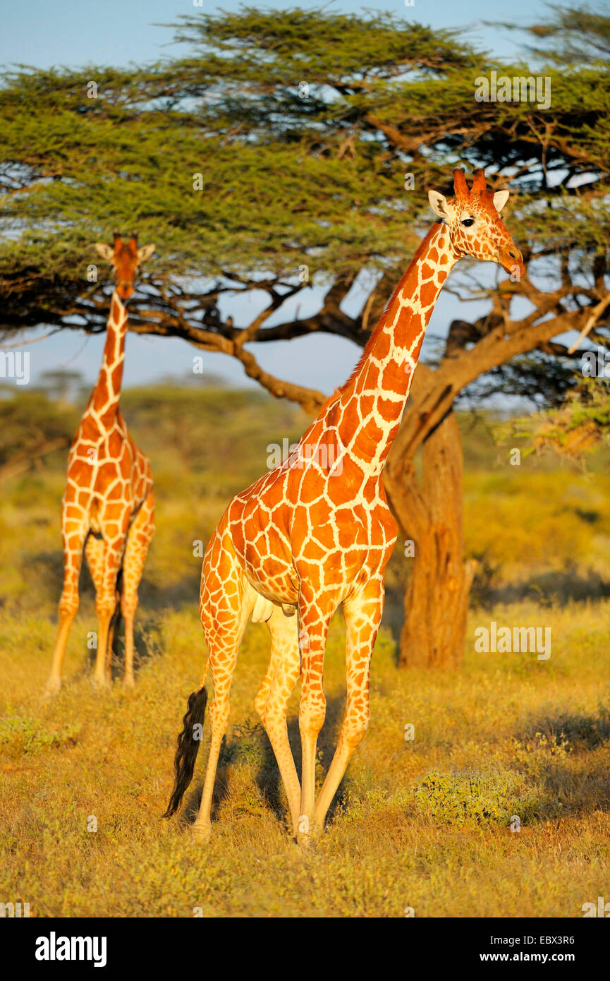 reticulated giraffe (Giraffa camelopardalis reticulata), two giraffes in the landscape of ...
