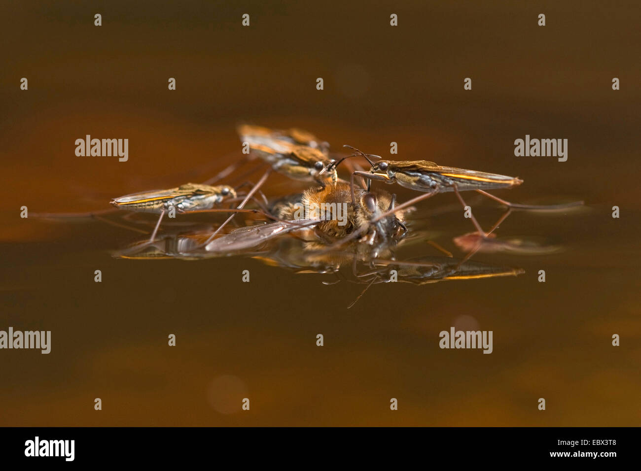 pond skater, water strider, pond skipper (Gerris lacustris), three ...