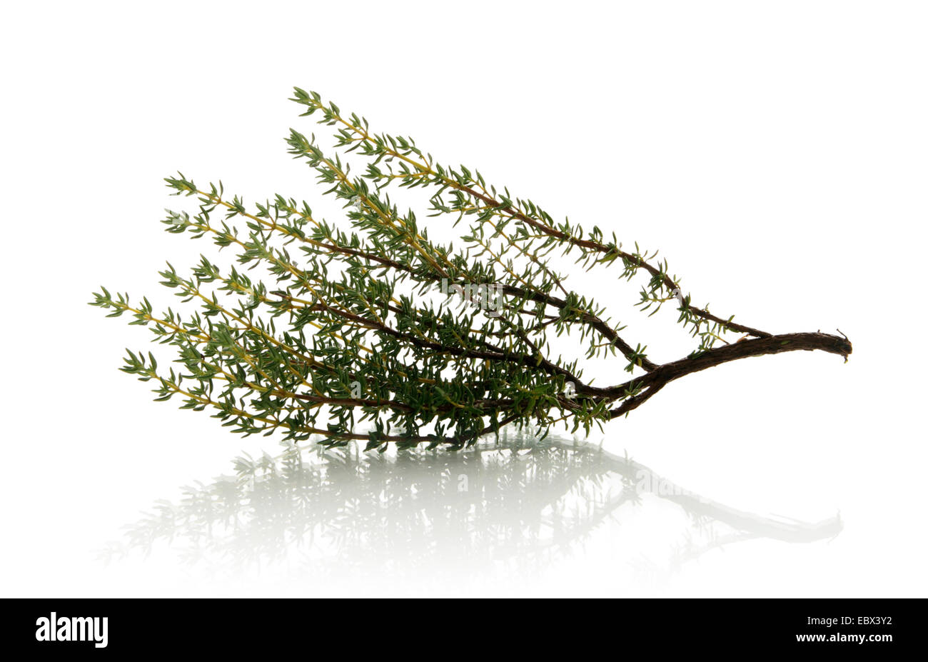 fresh thyme isolated over white background Stock Photo - Alamy