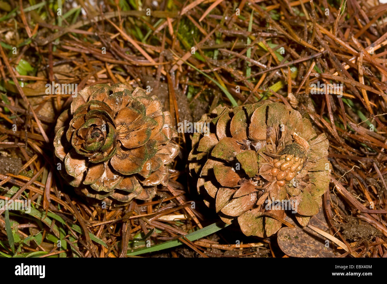 Food horizontal hi-res stock photography and images - Alamy