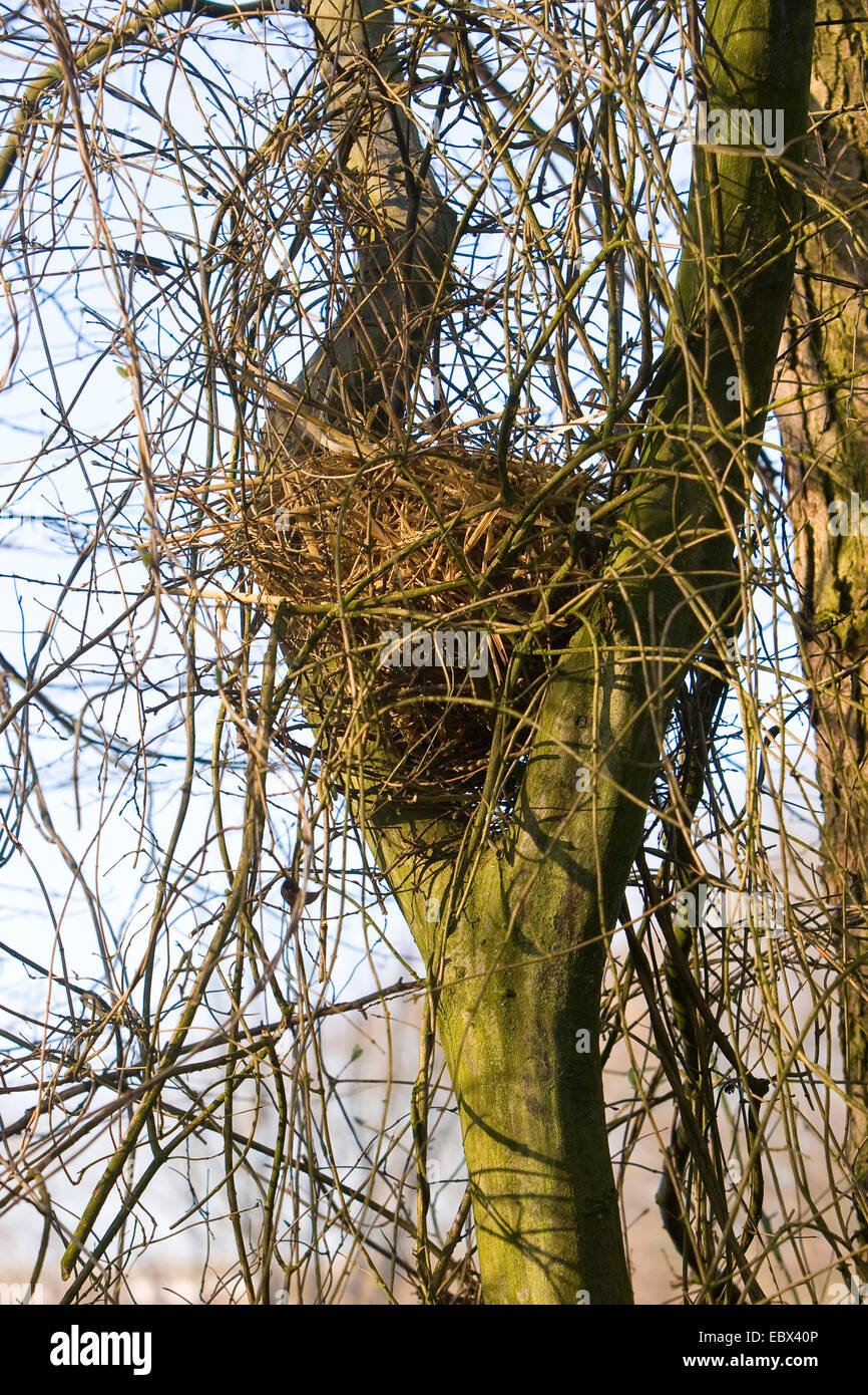 European red squirrel, Eurasian red squirrel (Sciurus vulgaris), nest ...