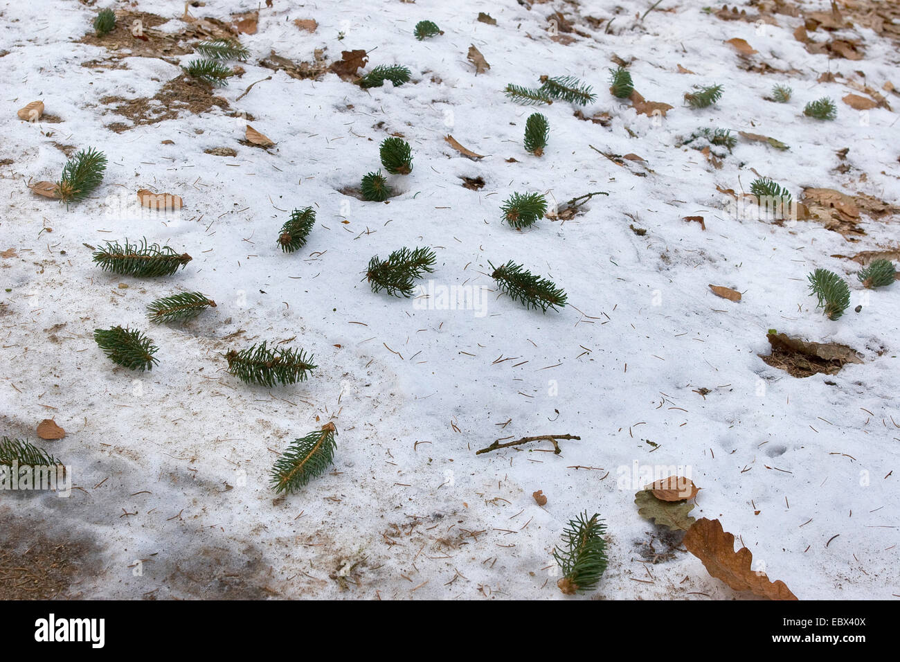 Squirrel tracks snow hi-res stock photography and images - Alamy