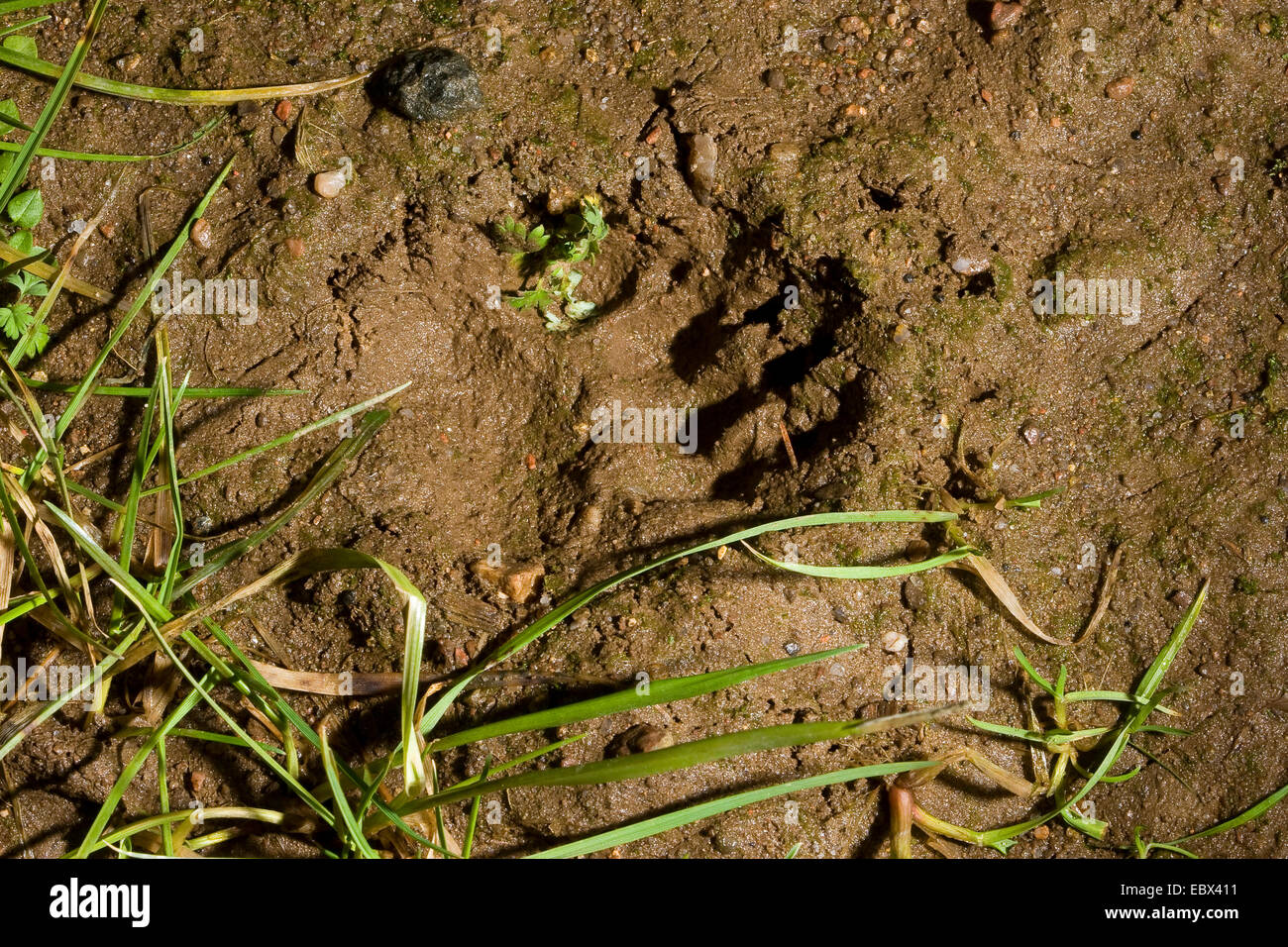 Badger droppings hi-res stock photography and images - Alamy
