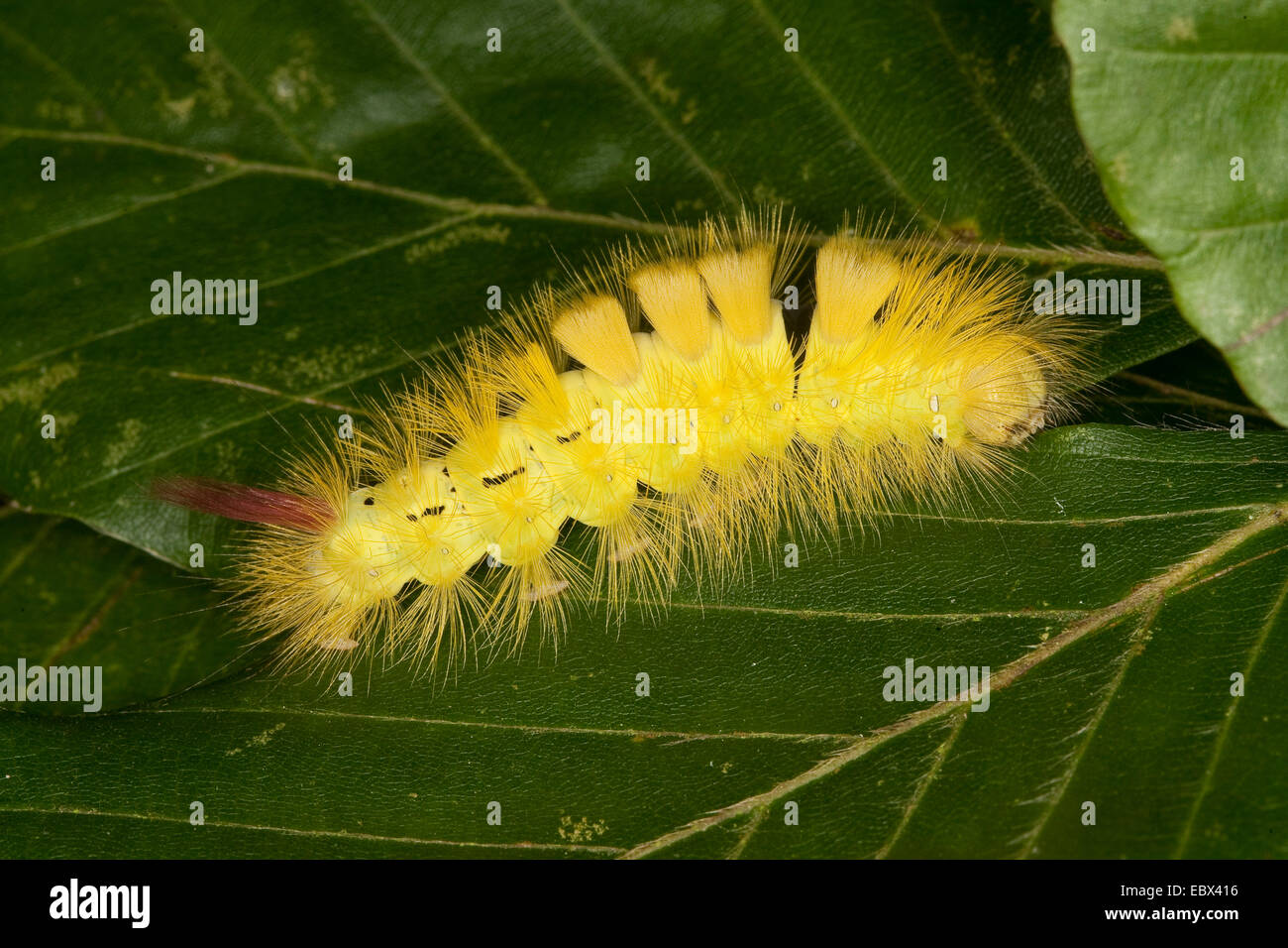 Pale tussock, Red-tail moth (Dasychira pudibunda, Olene pudibunda ...