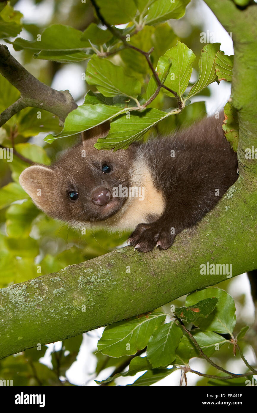European pine marten (Martes martes), juvenile climbing in a tree ...