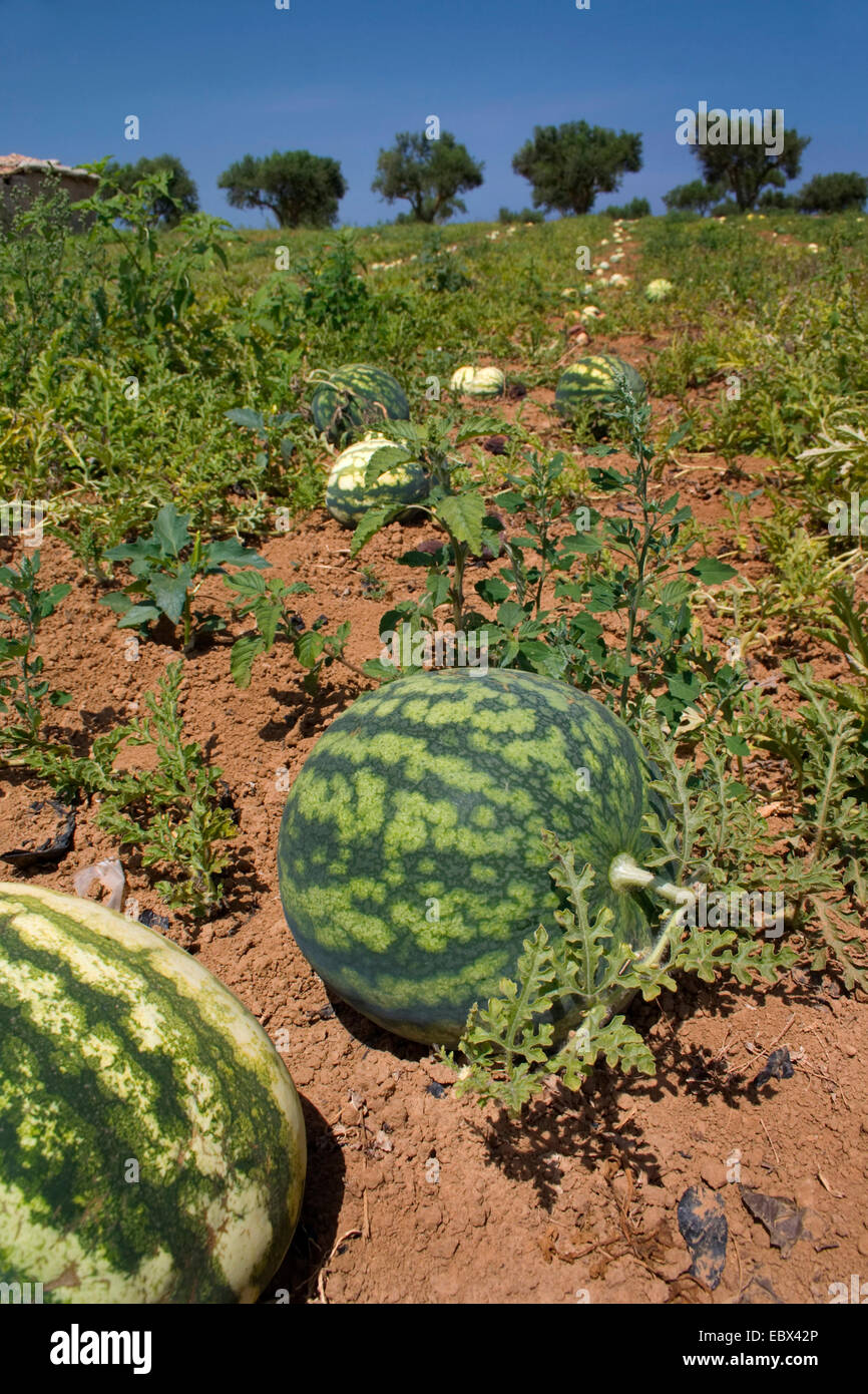 Melon field hi-res stock photography and images - Alamy