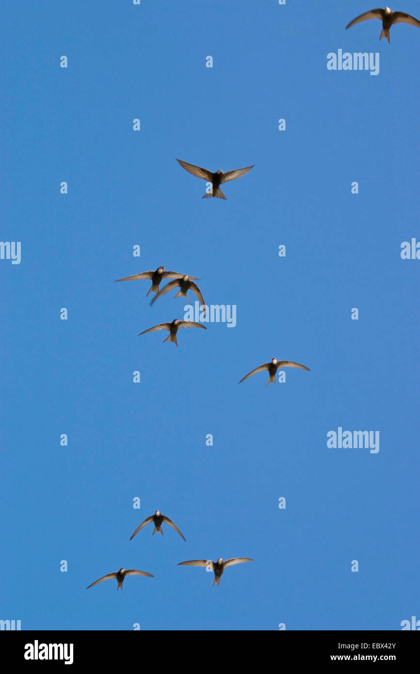 Swift apus apus swarm hi-res stock photography and images - Alamy