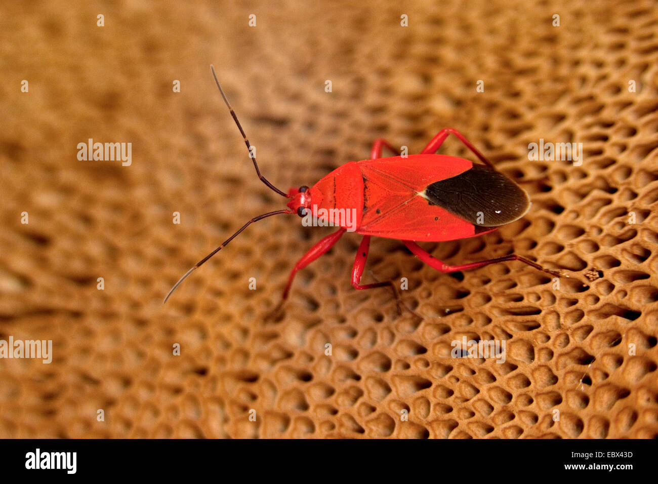 Asia bug hi-res stock photography and images - Alamy