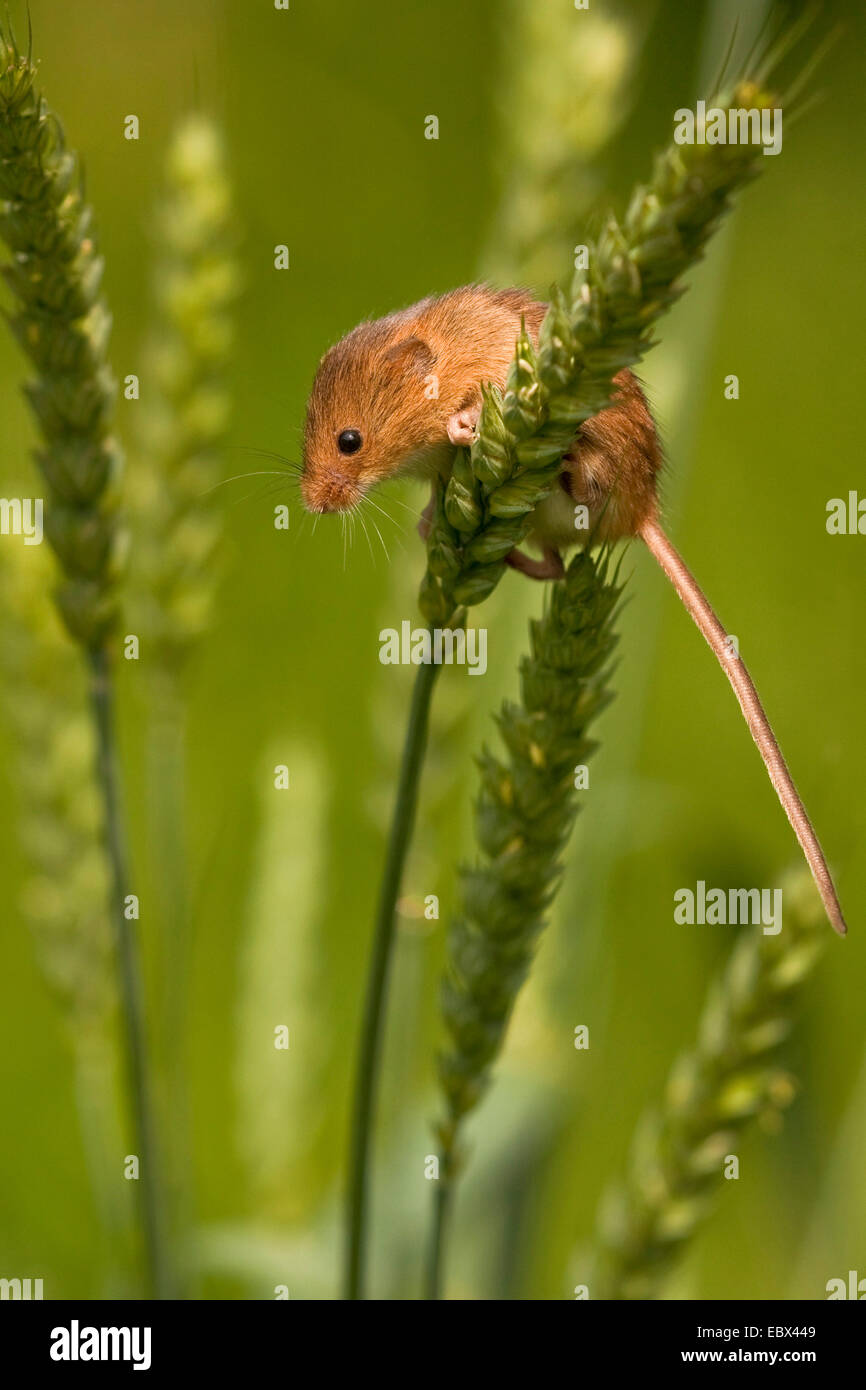 Old World harvest mouse (Micromys minutus), sitting on a wheat ear ...