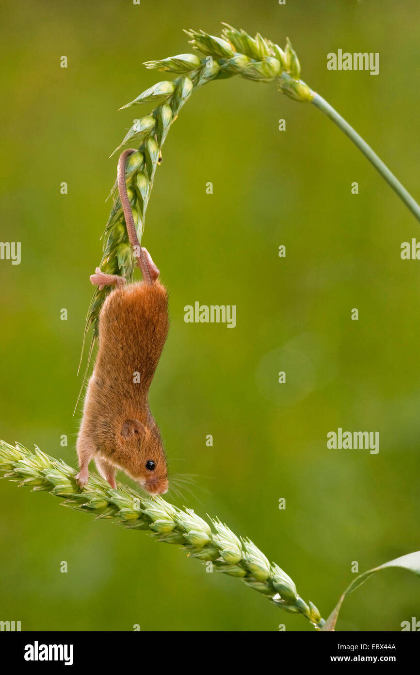 Old World harvest mouse (Micromys minutus), climbing on a wheat ear ...