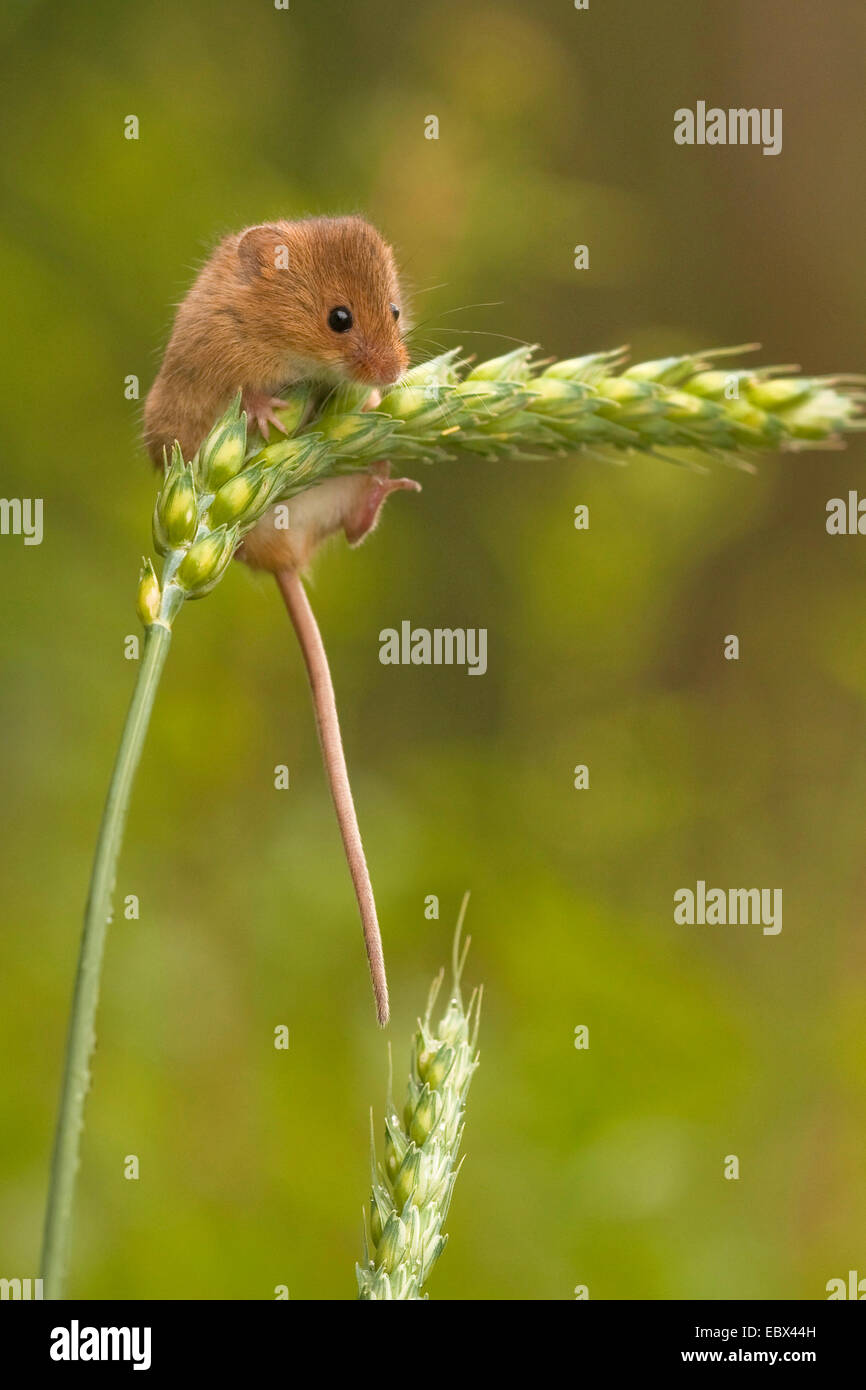Old World harvest mouse (Micromys minutus), sitting on a wheat ear ...