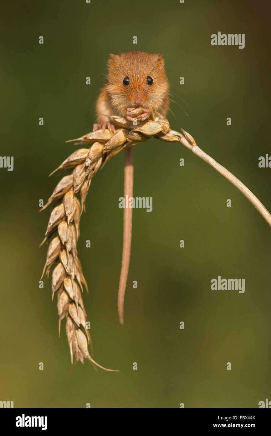 World grain hi-res stock photography and images - Alamy