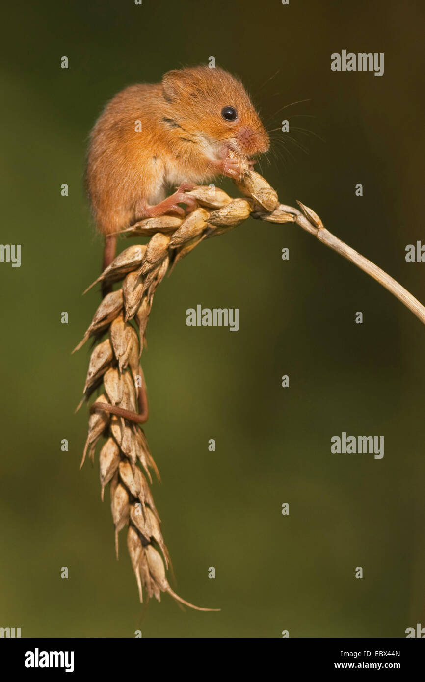 Old World harvest mouse (Micromys minutus), sitting on a ripe grain ear ...