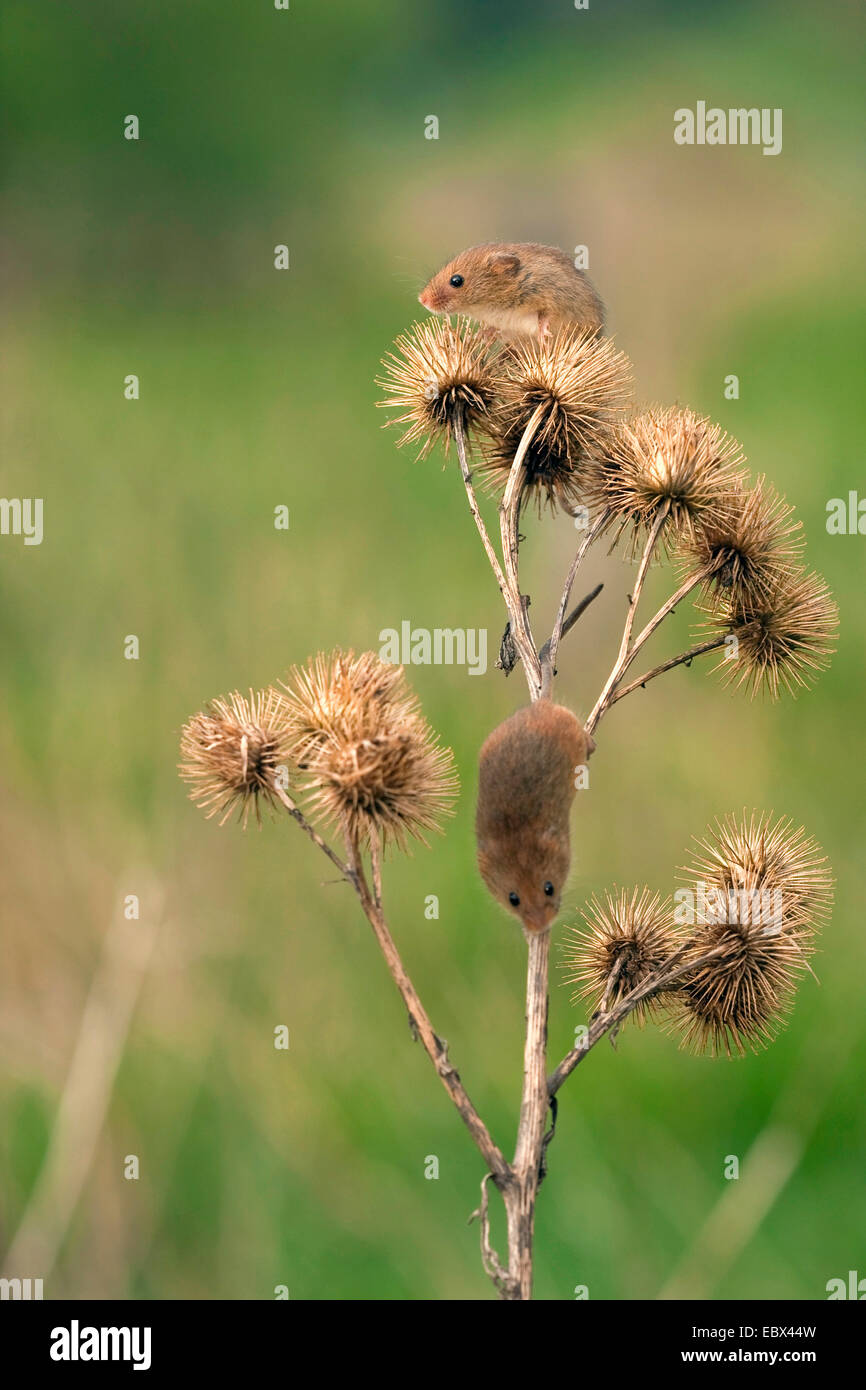 Old World harvest mouse (Micromys minutus), climbing on a burdock ...