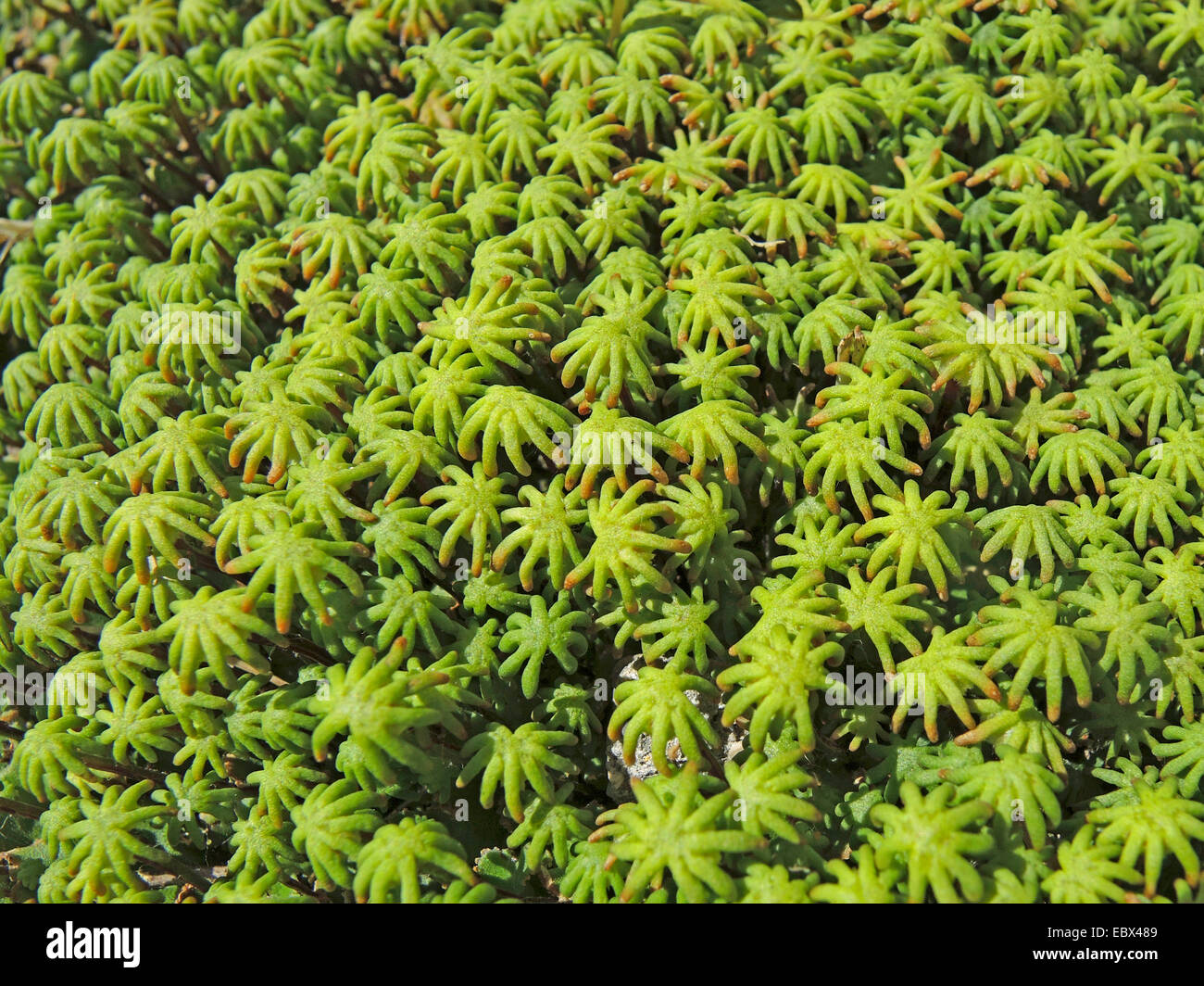 liverwort (Marchantia polymorpha), gametophores of male plants, Germany ...