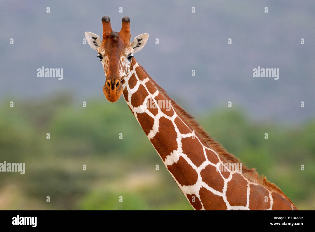 reticulated giraffe (Giraffa camelopardalis reticulata), portrait of a ...