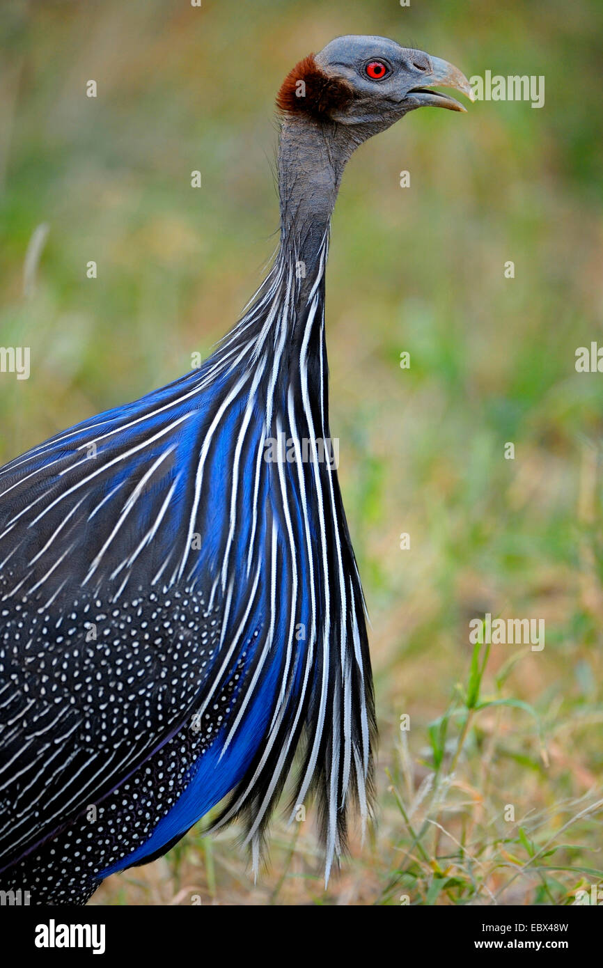 vulturine guineafowl (Acryllium vulturinum), portrait, Kenya, Samburu ...