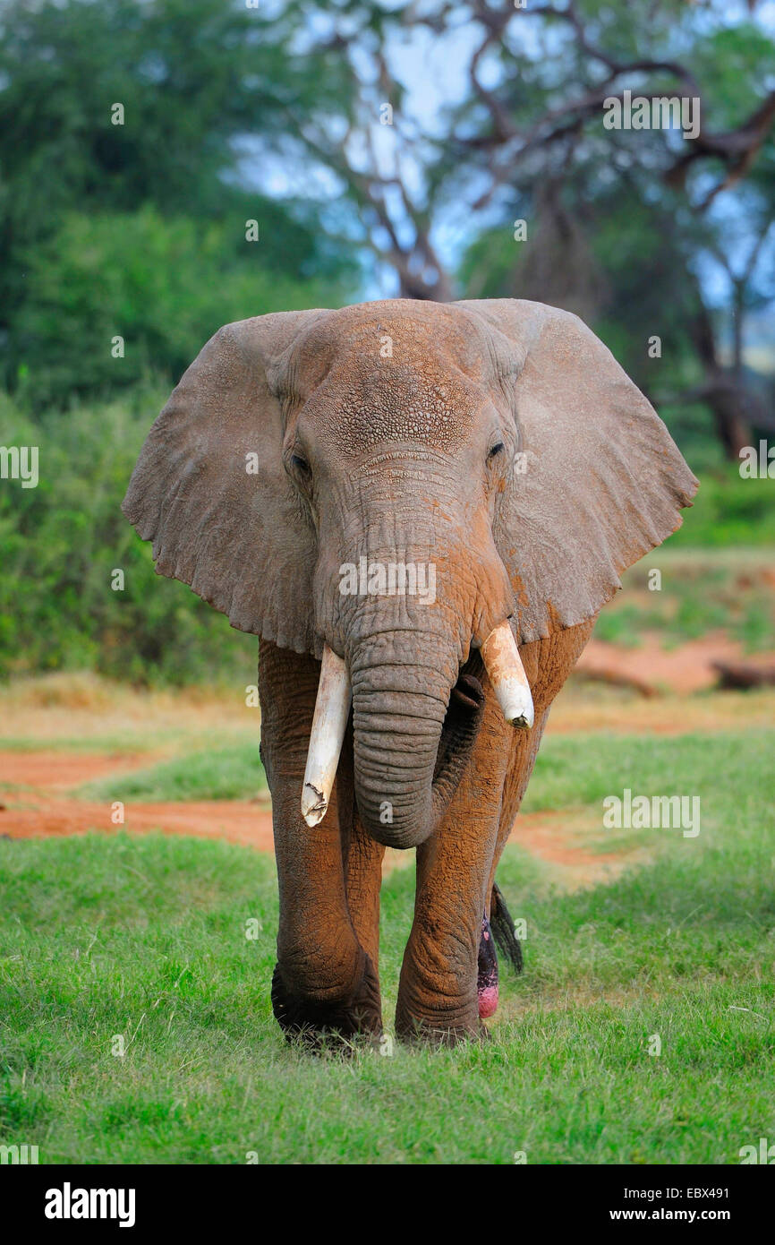 Musth hi-res stock photography and images - Alamy