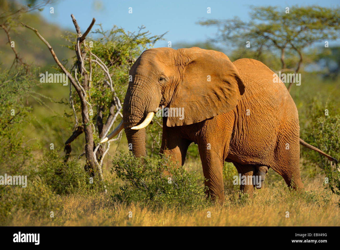 Kenya savannah landscape hi-res stock photography and images - Alamy