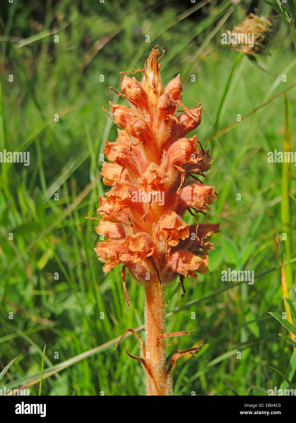 Knapweed species hi-res stock photography and images - Alamy