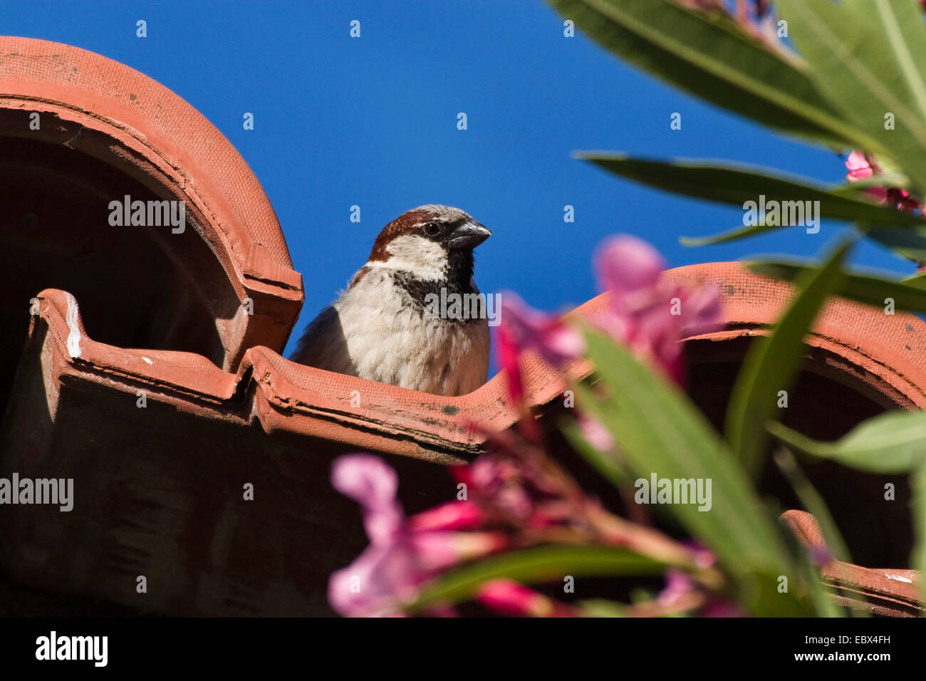 House sparrow life hi-res stock photography and images - Alamy