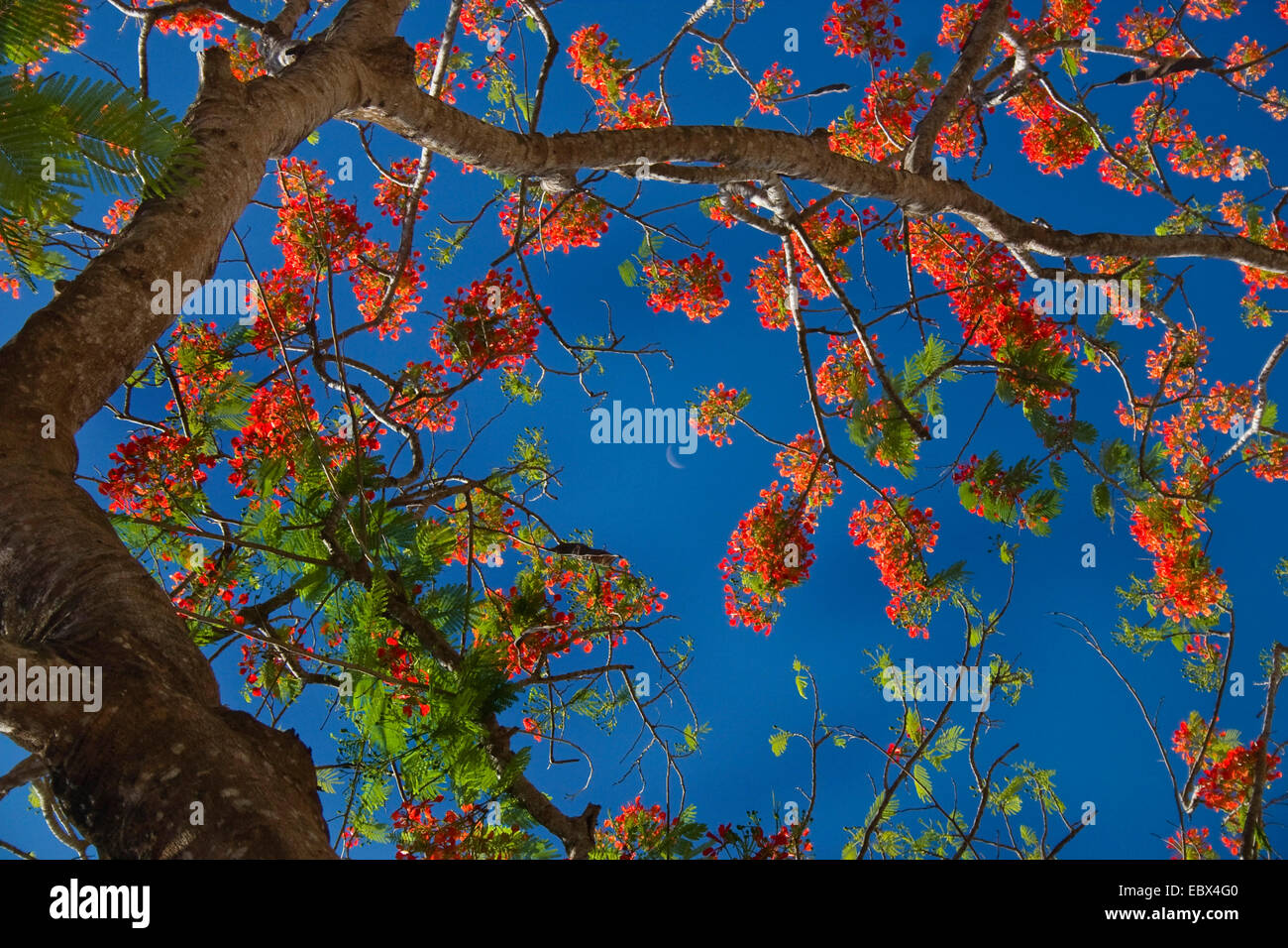 royal poinciana, Flame Tree (Delonix regia), Flame Tree flowers against ...