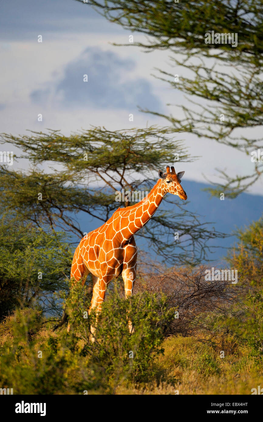 reticulated giraffe (Giraffa camelopardalis reticulata), male in ...