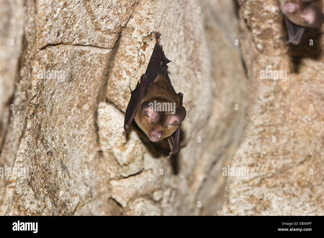 Old World leaf-nosed bats (Hipposideros spec.), batg in cave, India ...