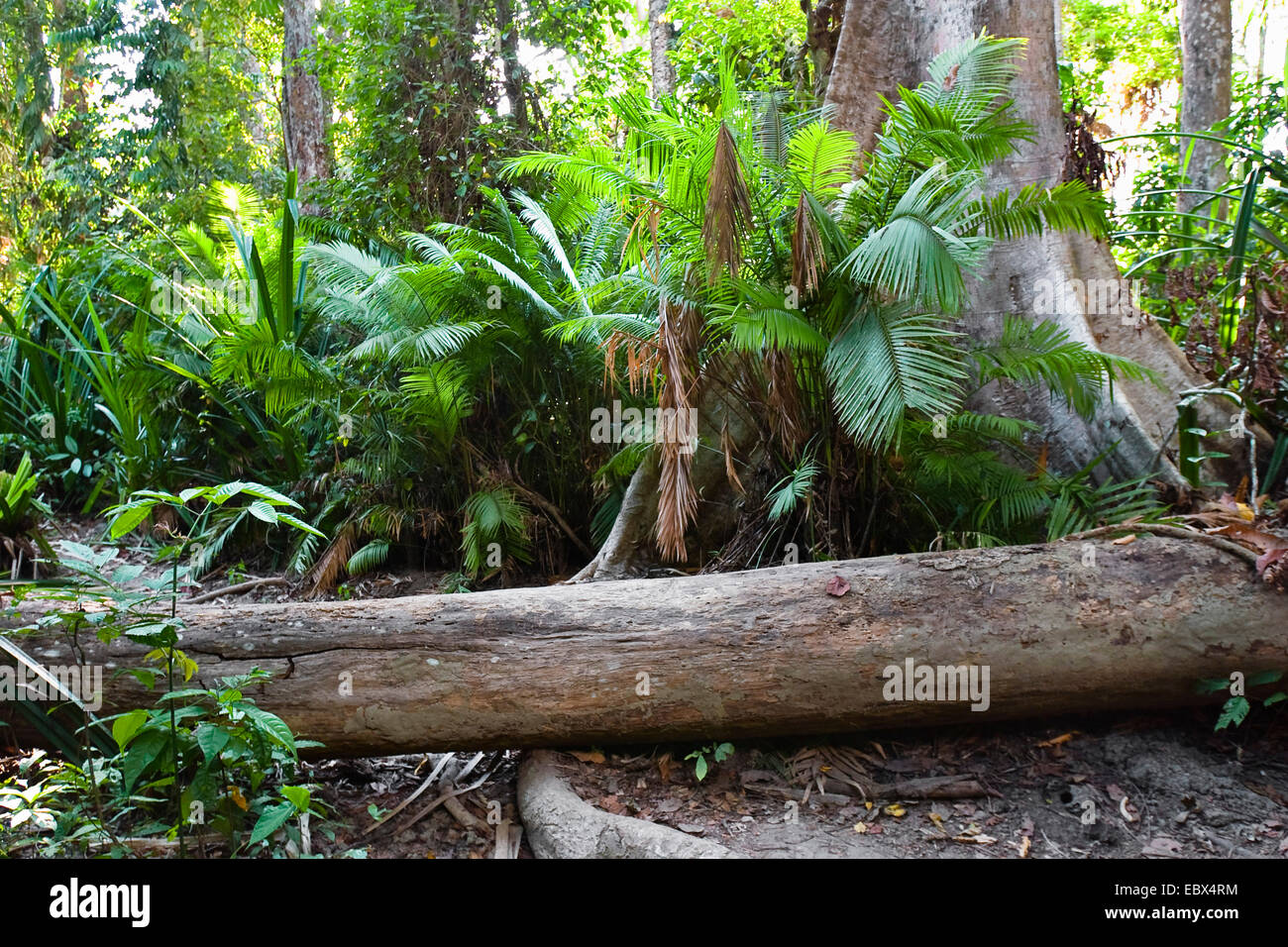 tropical rainforest, India, Andaman Islands, Havelock Island Stock ...