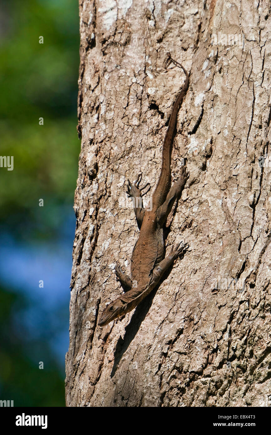 Tree climbing lizards hi-res stock photography and images - Alamy