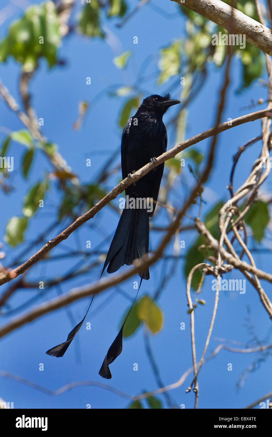 greater racquet-tailed drongo (Dicrurus paradiseus), sitting on a ...