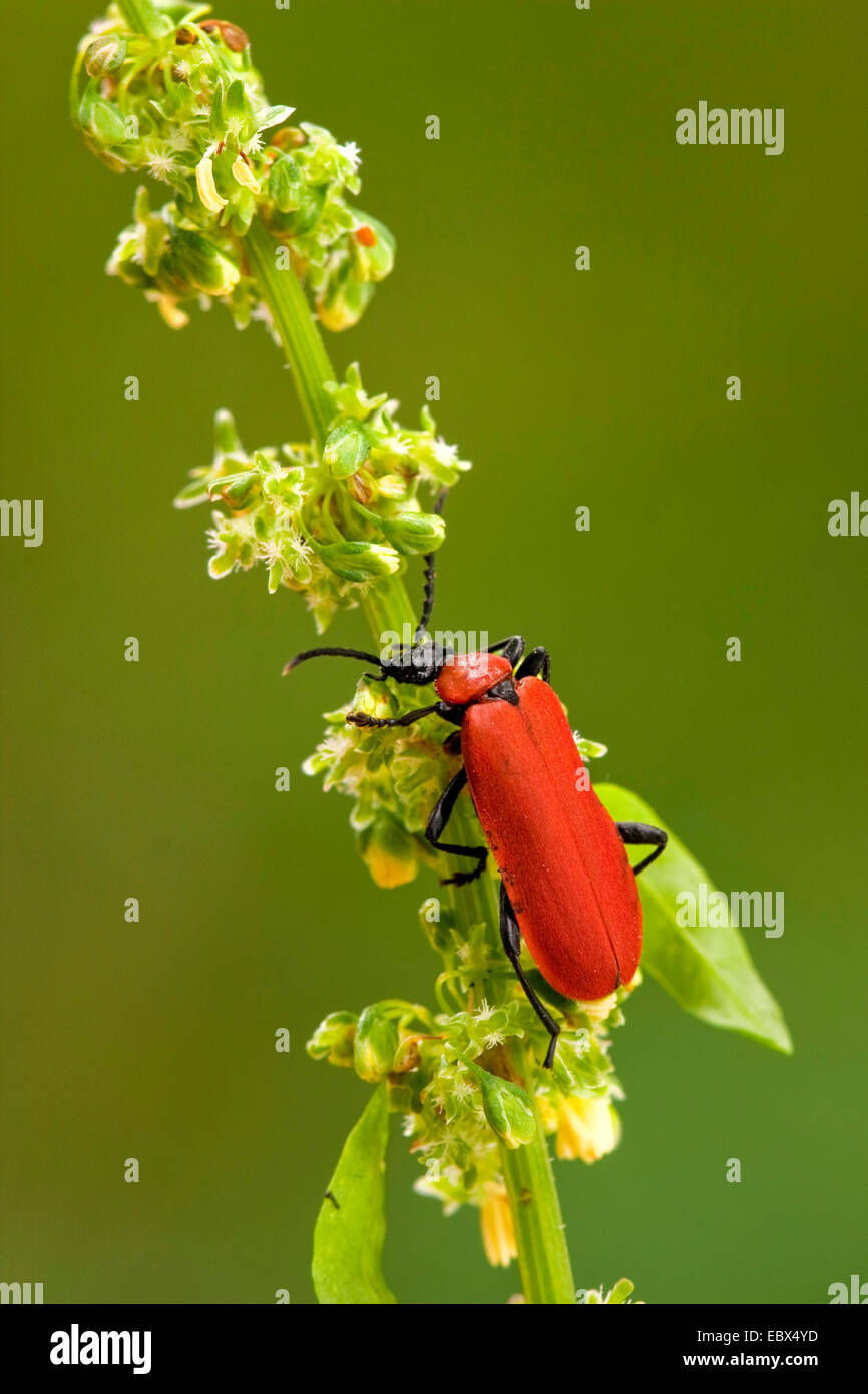 scarlet fire beetle, cardinal beetle (Pyrochroa coccinea), sitting on a ...
