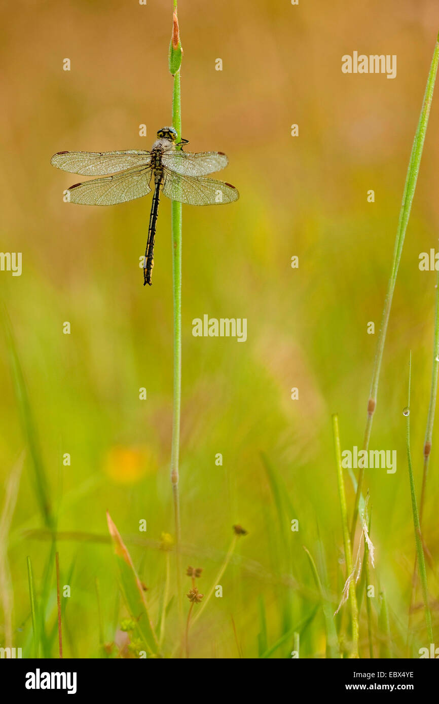 club-tailed dragonfly (Gomphus vulgatissimus), individual with morning ...