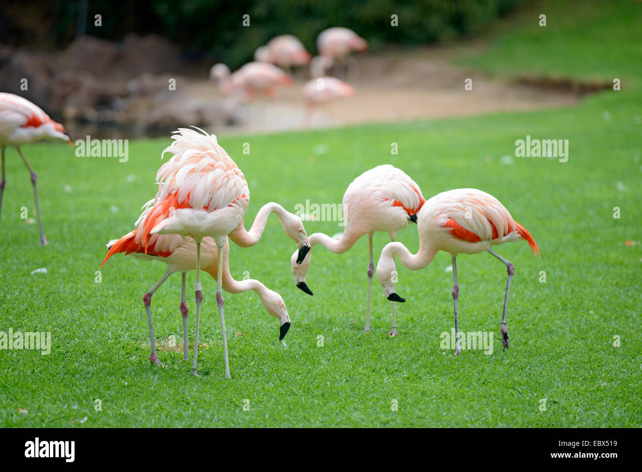 Flock of flamingo birds is grazing on the bright green grass of lawn ...