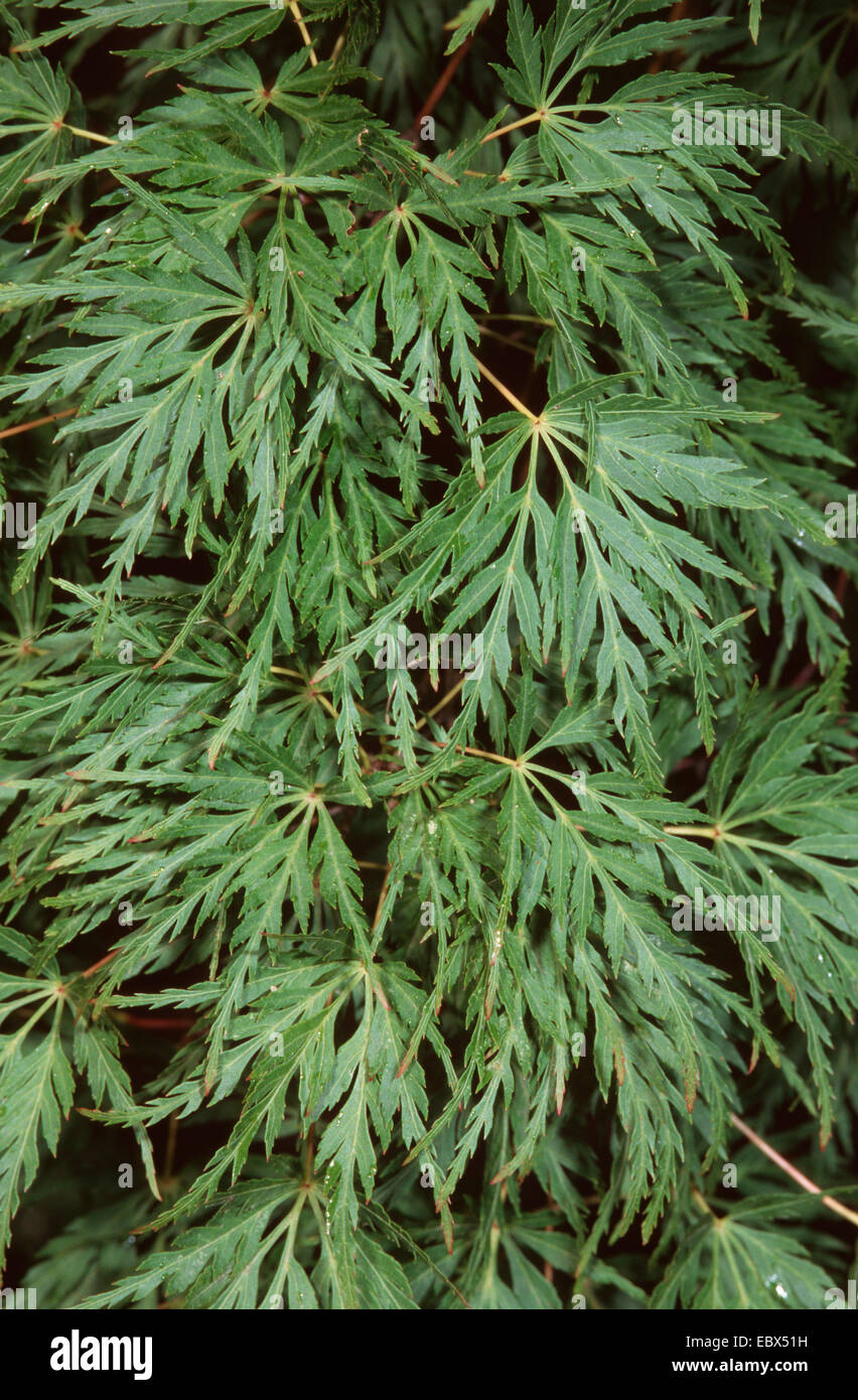 Japanese maple (Acer palmatum 'Dissectum', Acer palmatum Dissectum ...