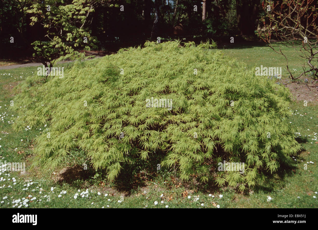 Japanese maple (Acer palmatum 'Dissectum', Acer palmatum Dissectum ...