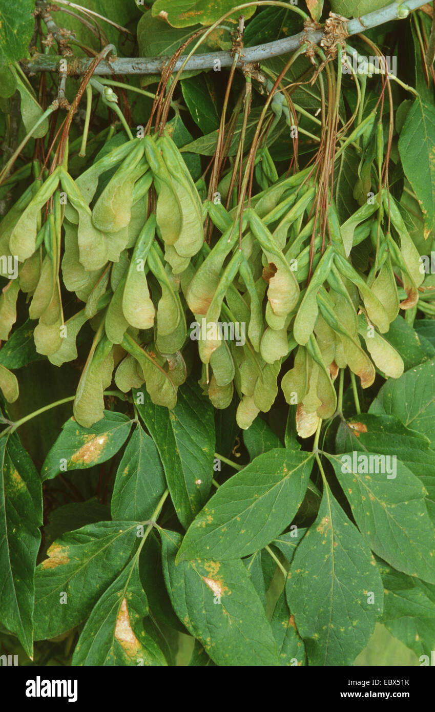 ashleaf maple, box elder (Acer negundo), fruits on the branch Stock ...