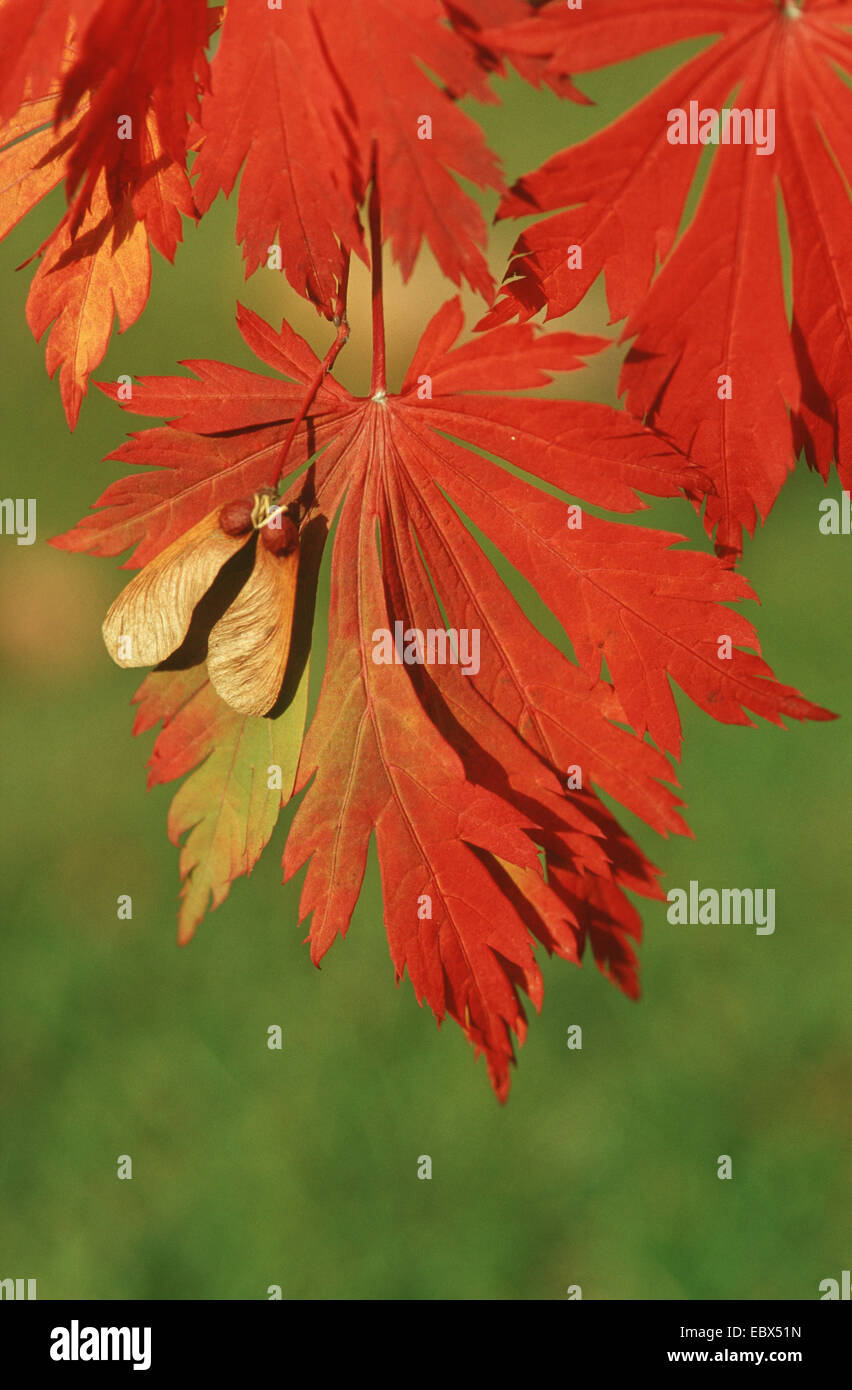 Full moon japanese maple hi-res stock photography and images - Alamy