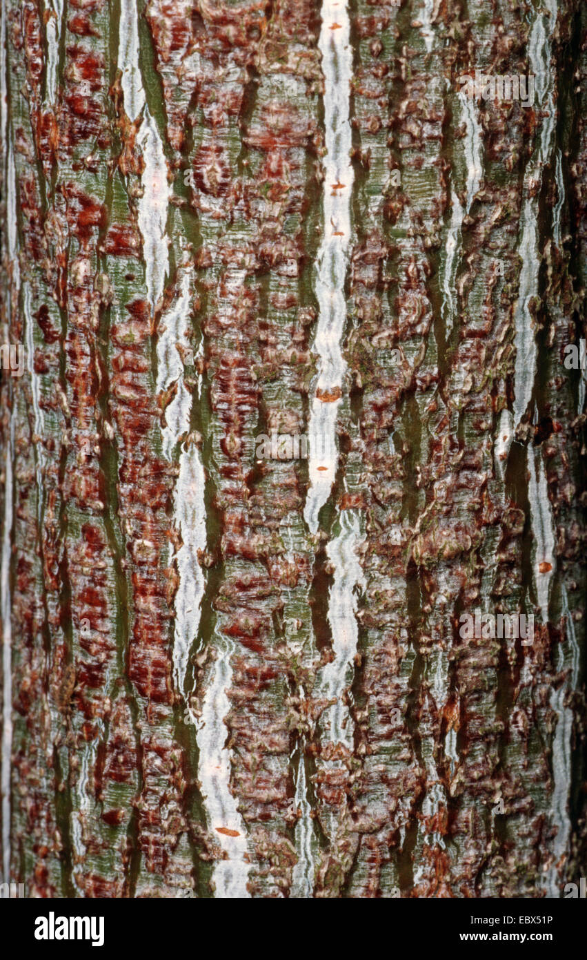 Snake bark maple tree hi-res stock photography and images - Alamy