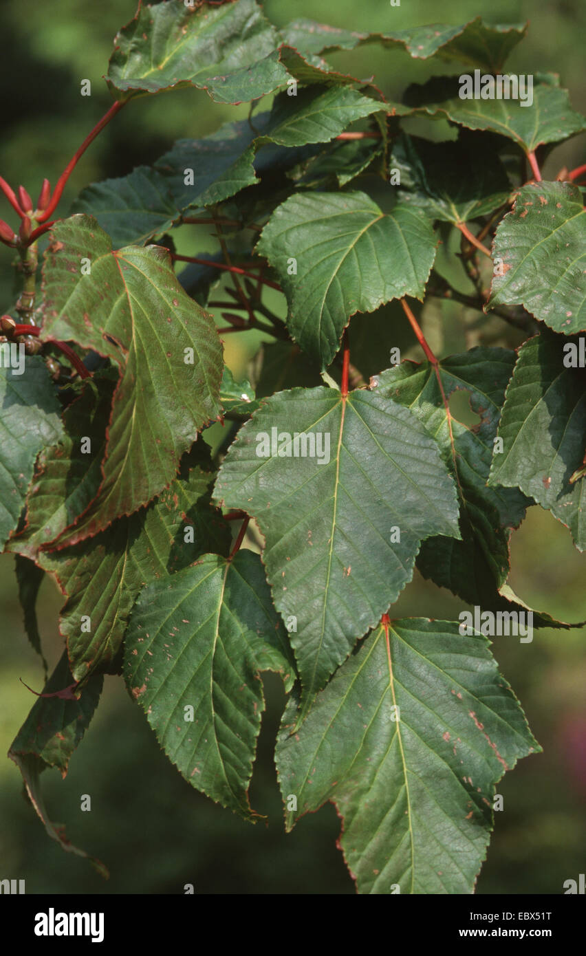 Red snake bark maple (Acer capillipes), branch with leaves Stock Photo ...