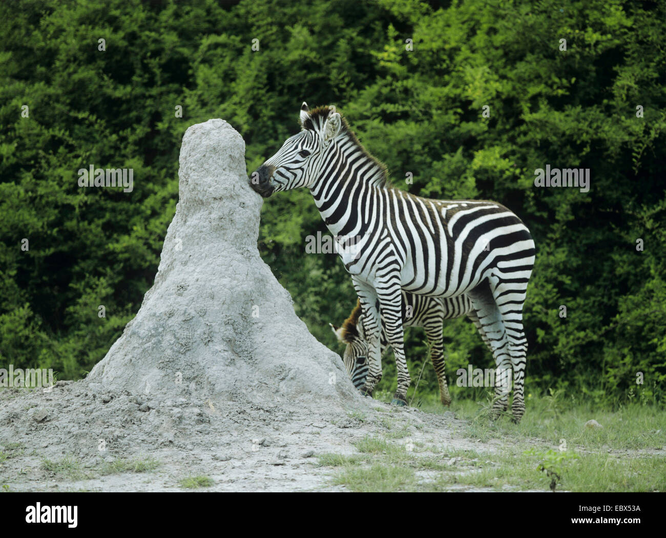 Termite hills hi-res stock photography and images - Alamy