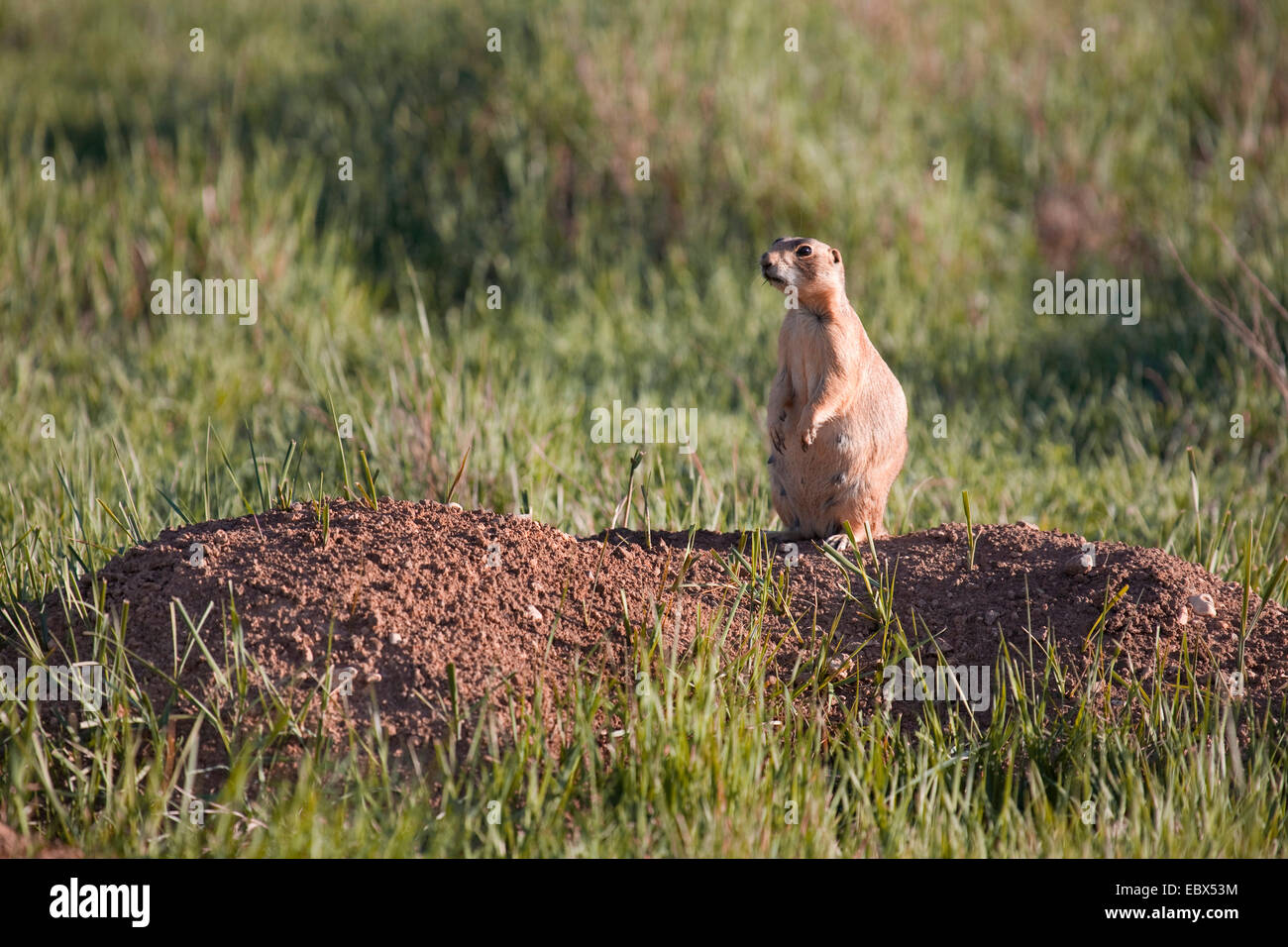 Utah prairie dog (Cynomys parvidens), sitting on a mound, USA, Utah ...